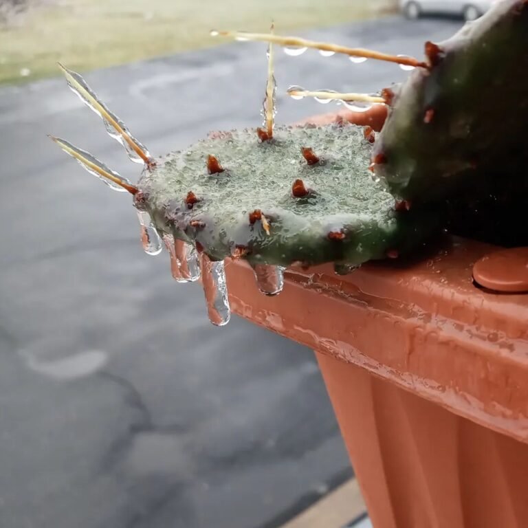 Can Cacti Recover From Freeze? A Comprehensive Guide To Reviving Frozen ...