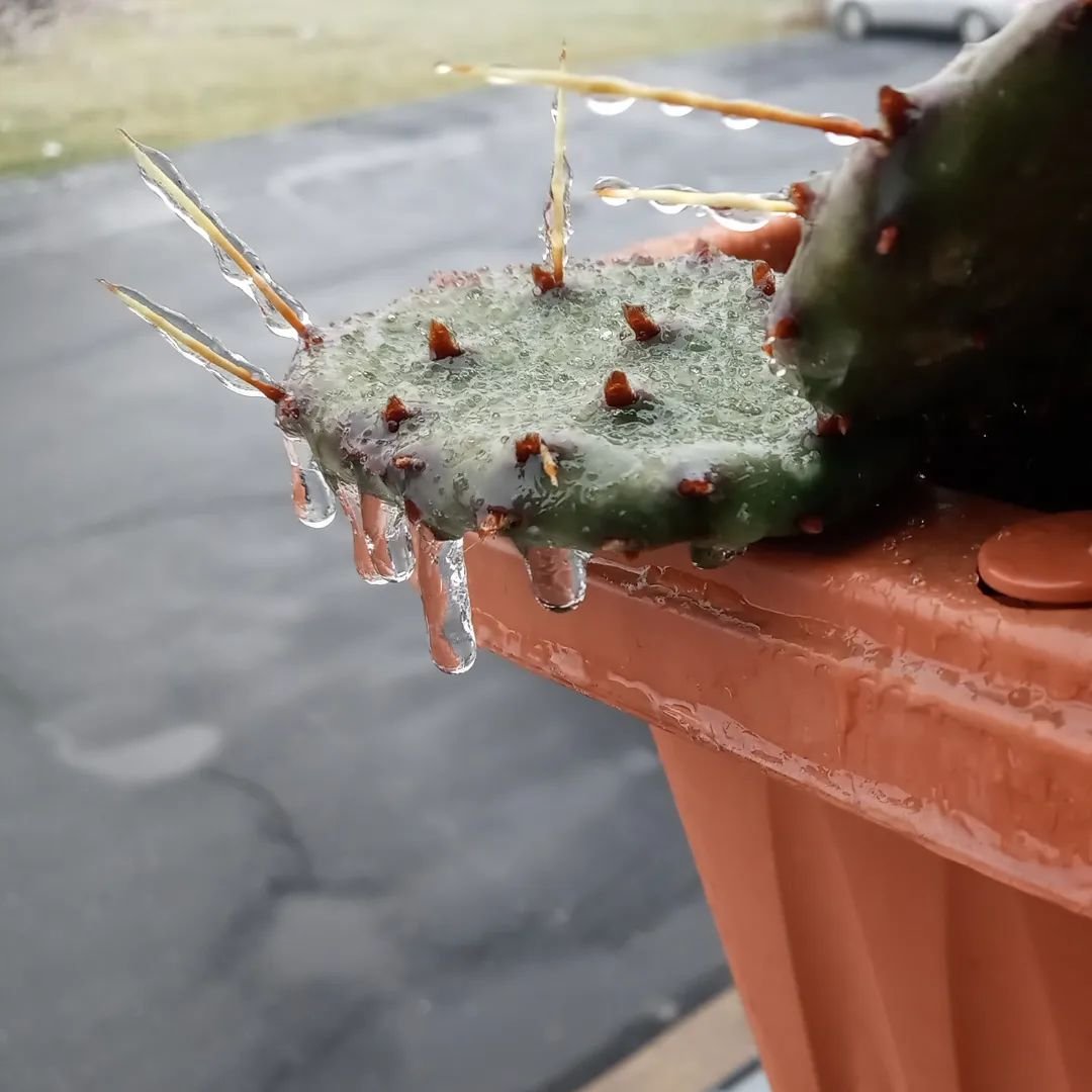 Can Cacti Recover From Freeze? A Comprehensive Guide To Reviving Frozen ...