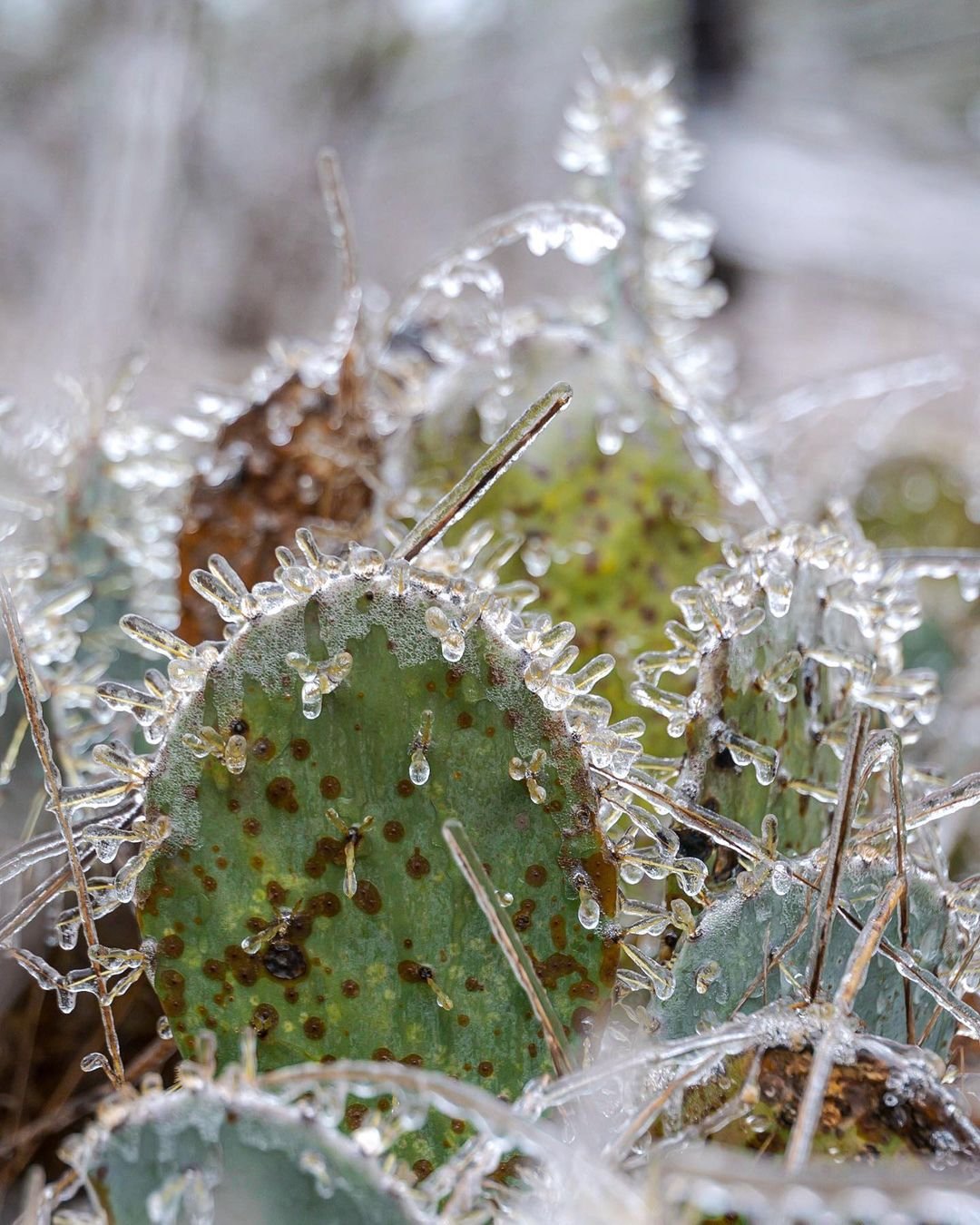 Can Cacti Recover From Freeze? A Comprehensive Guide To Reviving Frozen ...