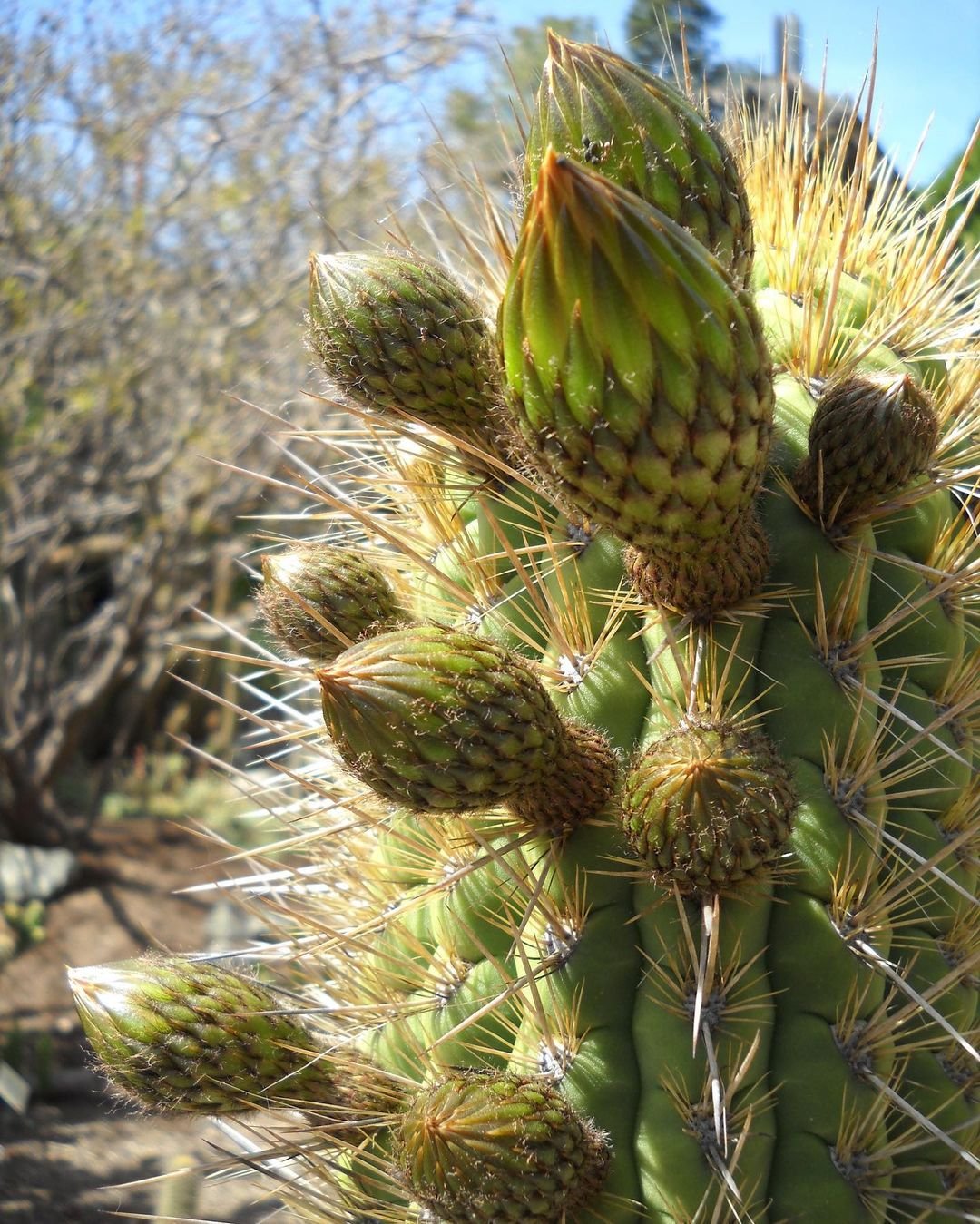 The Ultimate Guide To Columnar Cacti: Everything You Need To Know