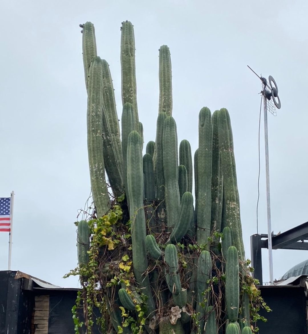 The Ultimate Guide To Columnar Cacti: Everything You Need To Know
