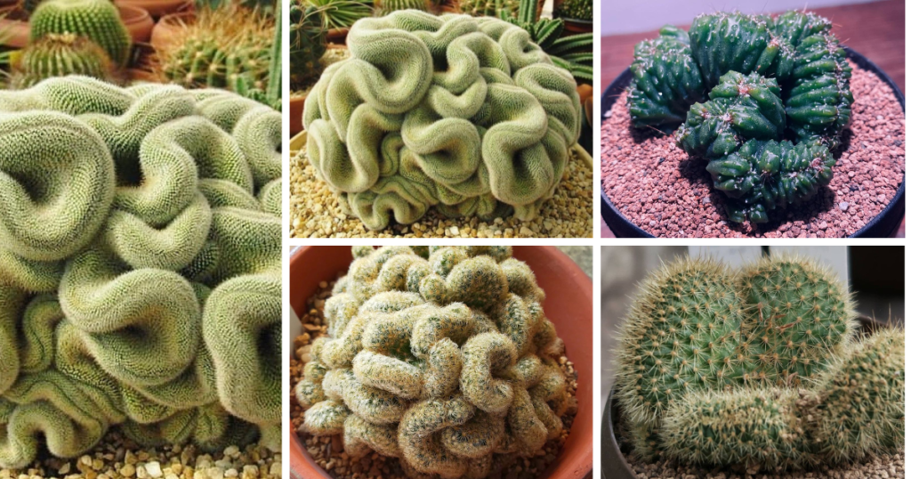 The Ultimate Guide To Columnar Cacti: Everything You Need To Know